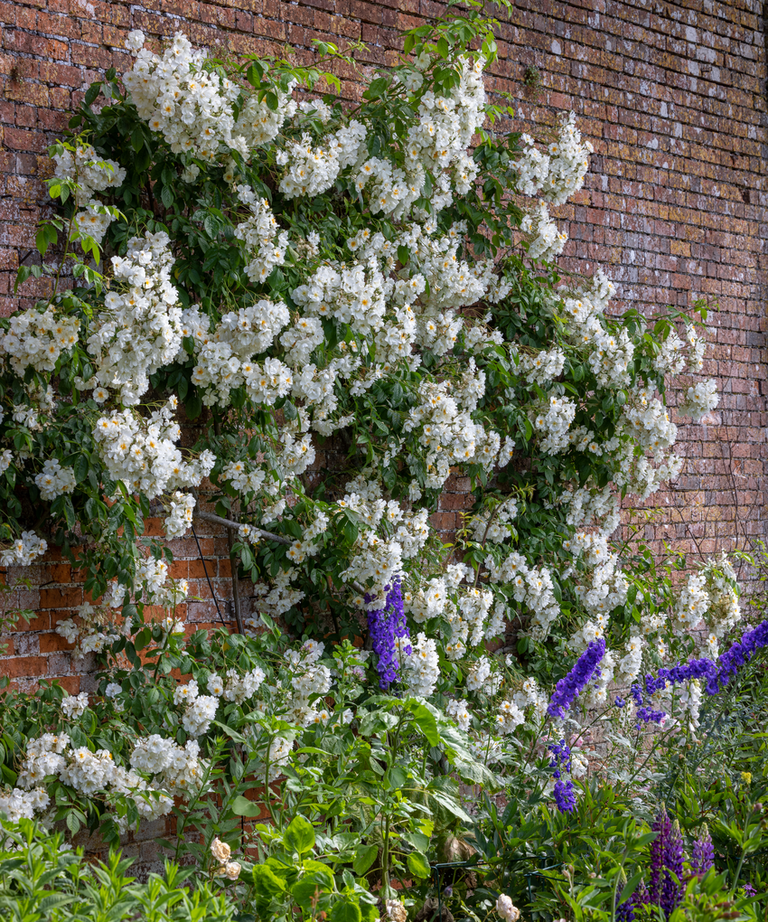 Planting Elegant White English Roses