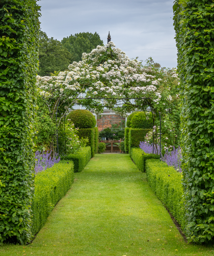 Plant Roses on Large Structures
