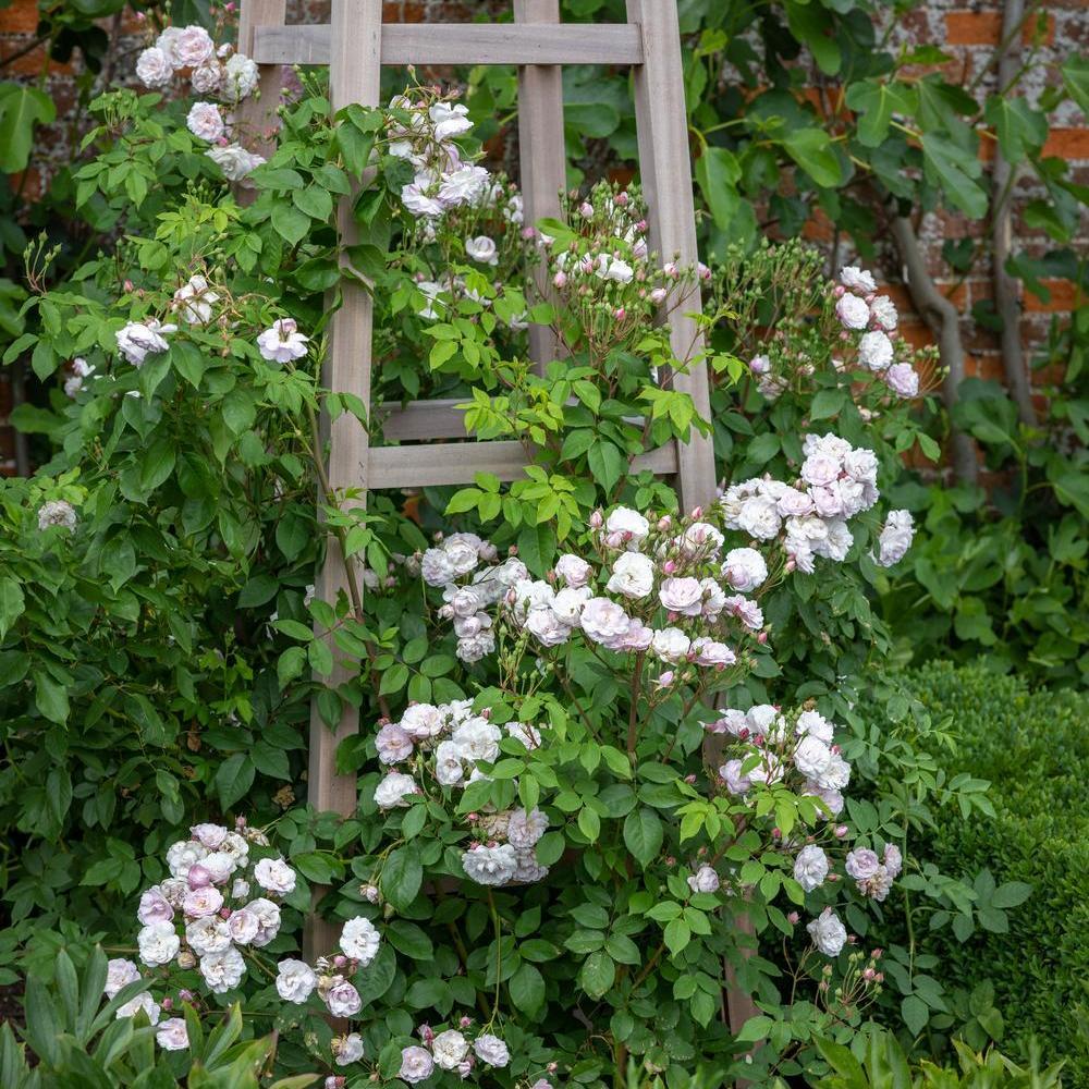 Blush Noisette | Climbing Rose | David Austin Roses
