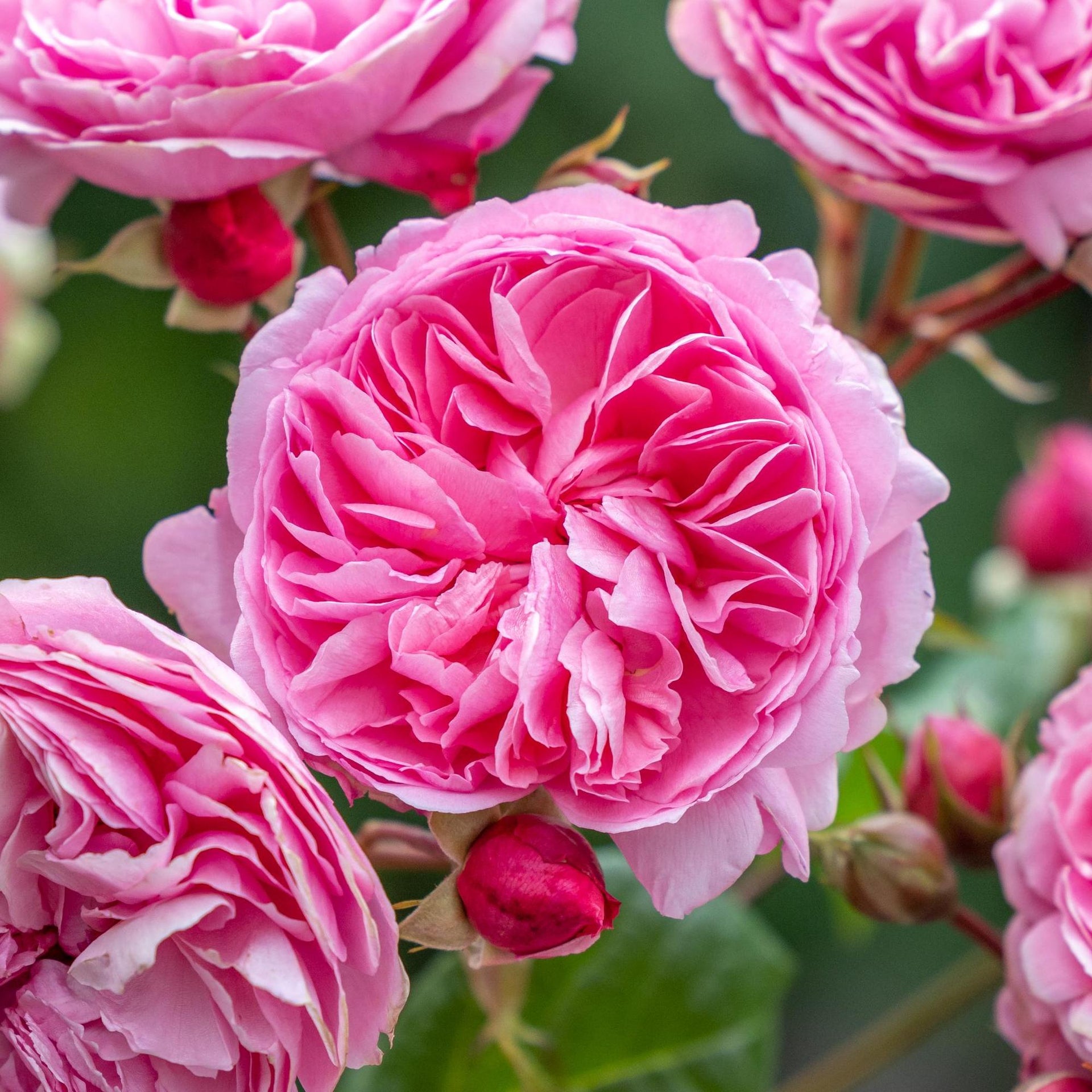 Penelope Lively (Ausb18a15) | English Shrub Rose | David Austin Roses