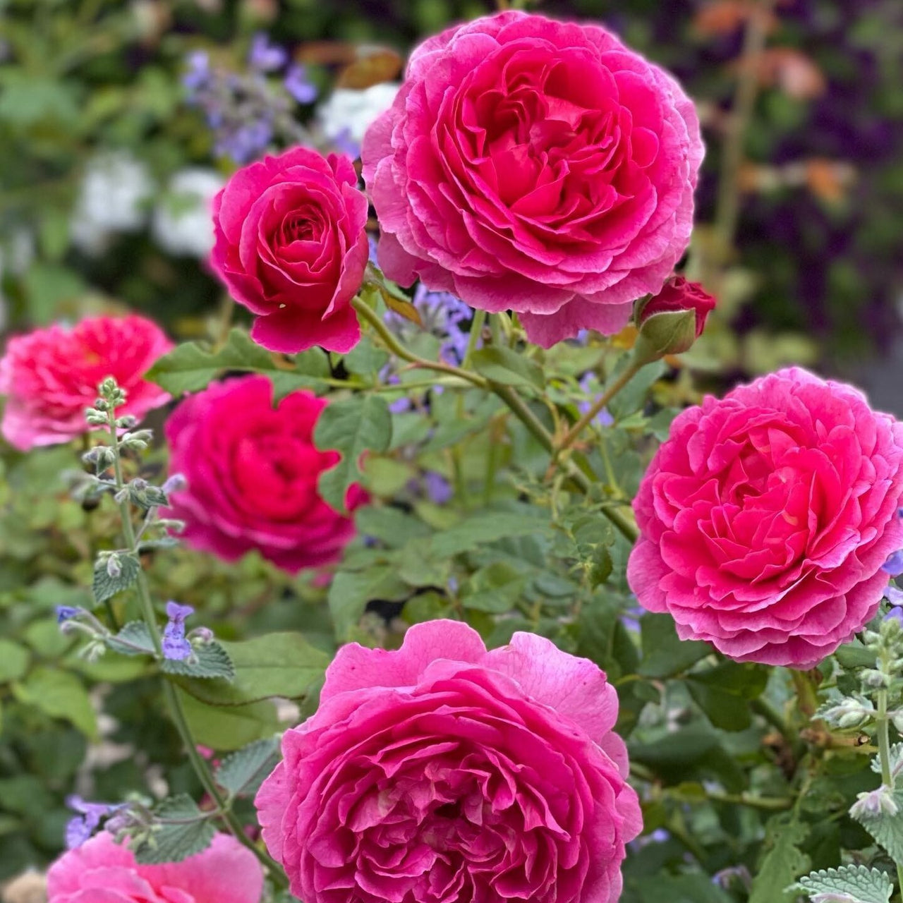 Gabriel Oak | English Shrub Rose | David Austin Roses