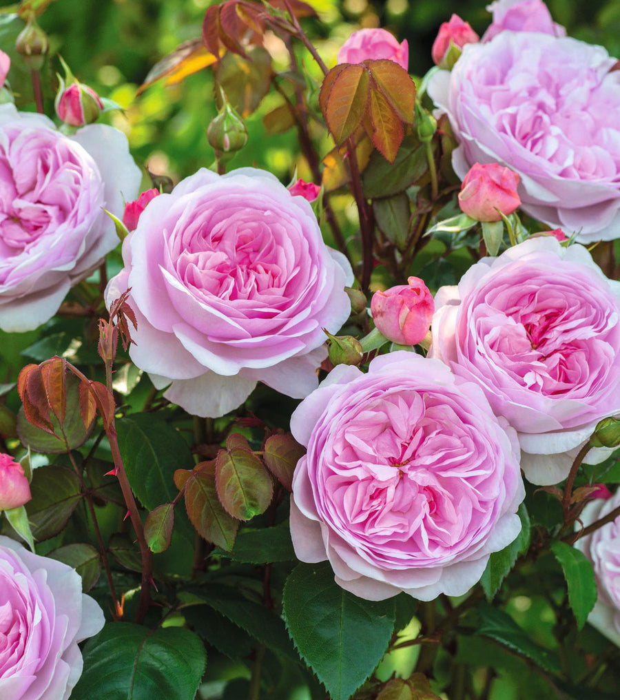 Designing With Roses: A Garden Journey with Award-Winning Designer Pol