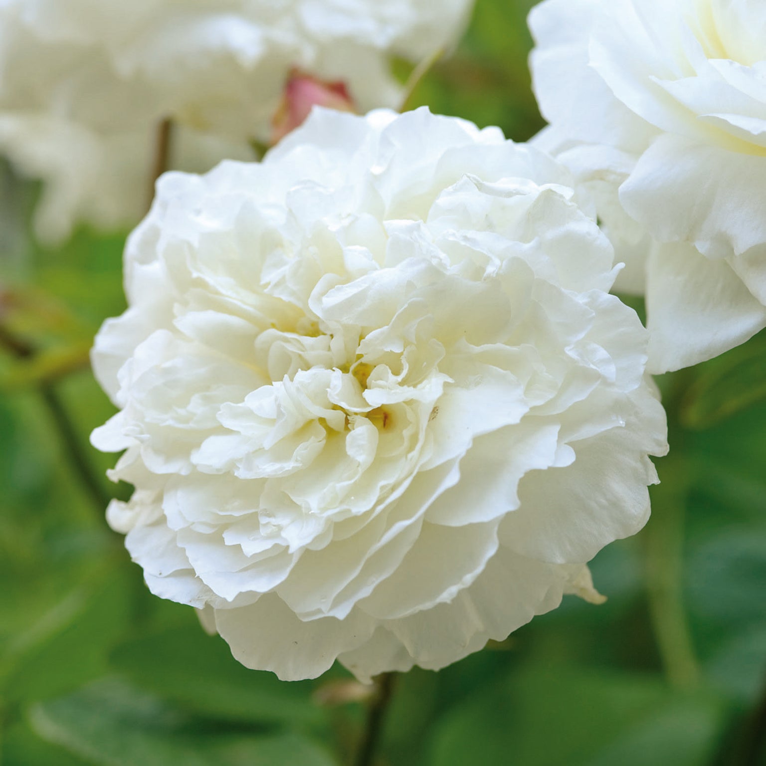 Roses Named After Women | David Austin Roses