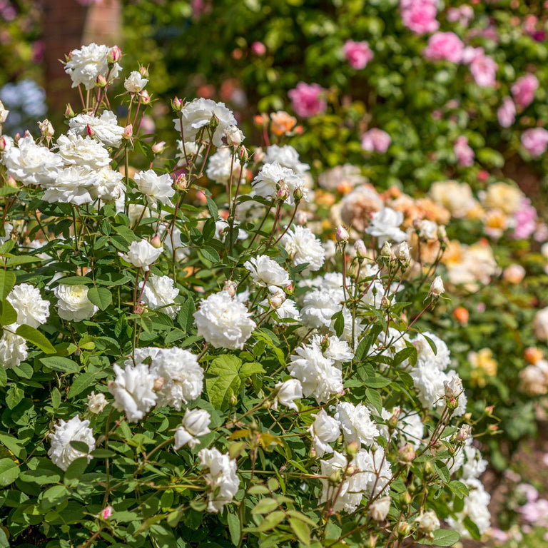 Susan Williams-Ellis (Ausquirk) | English Shrub Rose | David Austin Roses