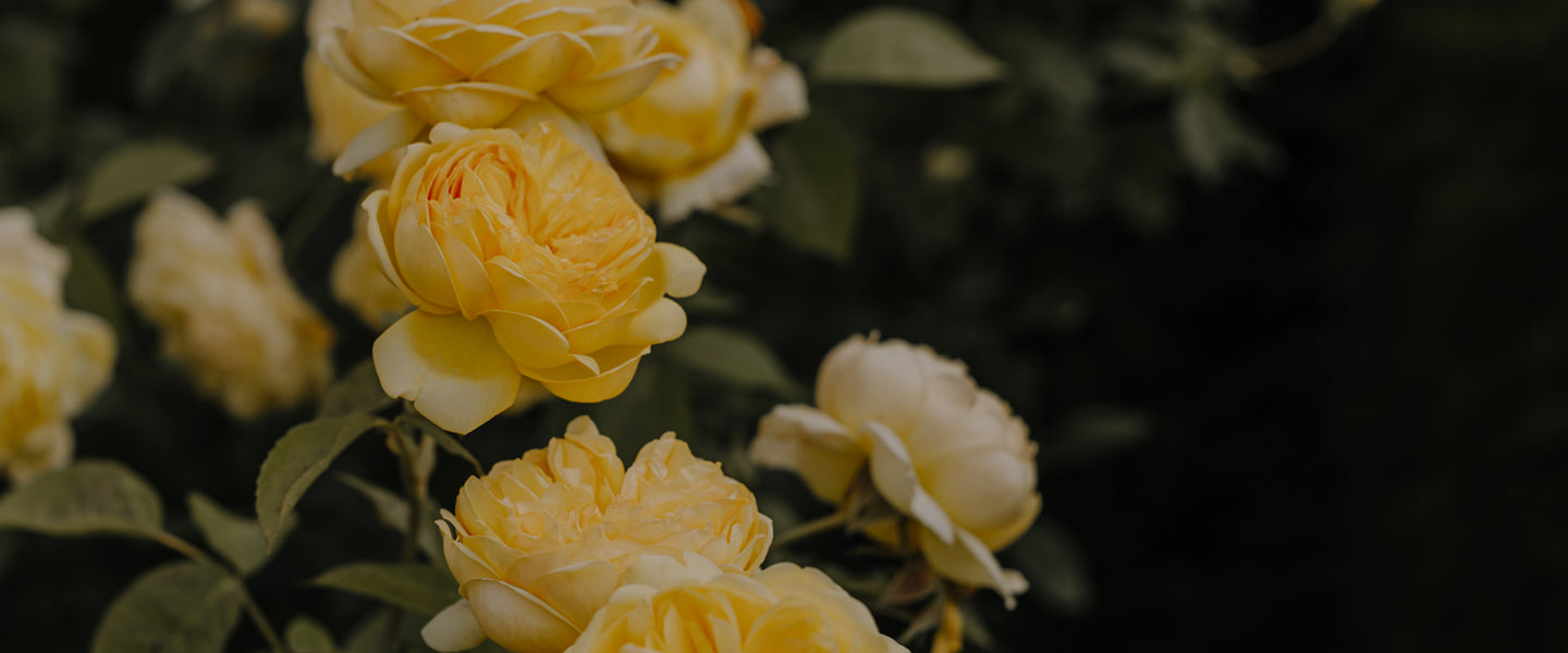 Paul’s Scarlet Climber | Climbing Rose | David Austin Roses