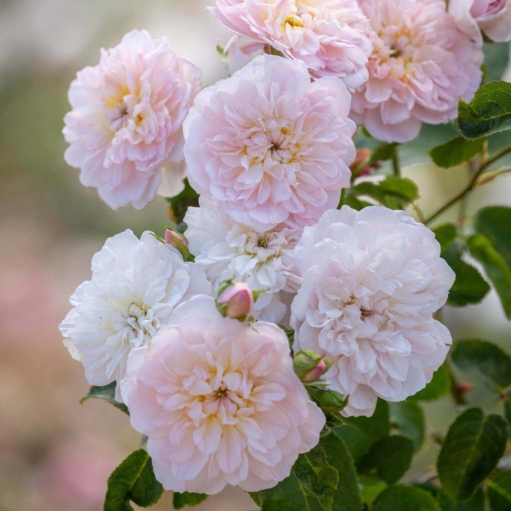 Elizabeth (Ausmajesty) | English Standard Tree Rose | David Austin Roses