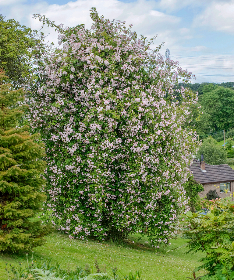 How to Plant Rambling Roses Up Trees