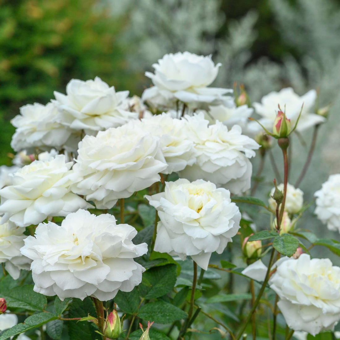 Susan Williams-Ellis (Ausquirk) | English Shrub Rose | David Austin Roses