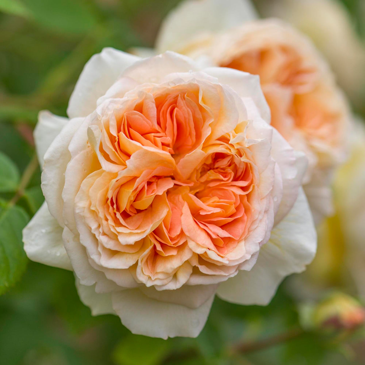 Bathsheba (Auschimbley) | English Climbing Rose | David Austin Roses