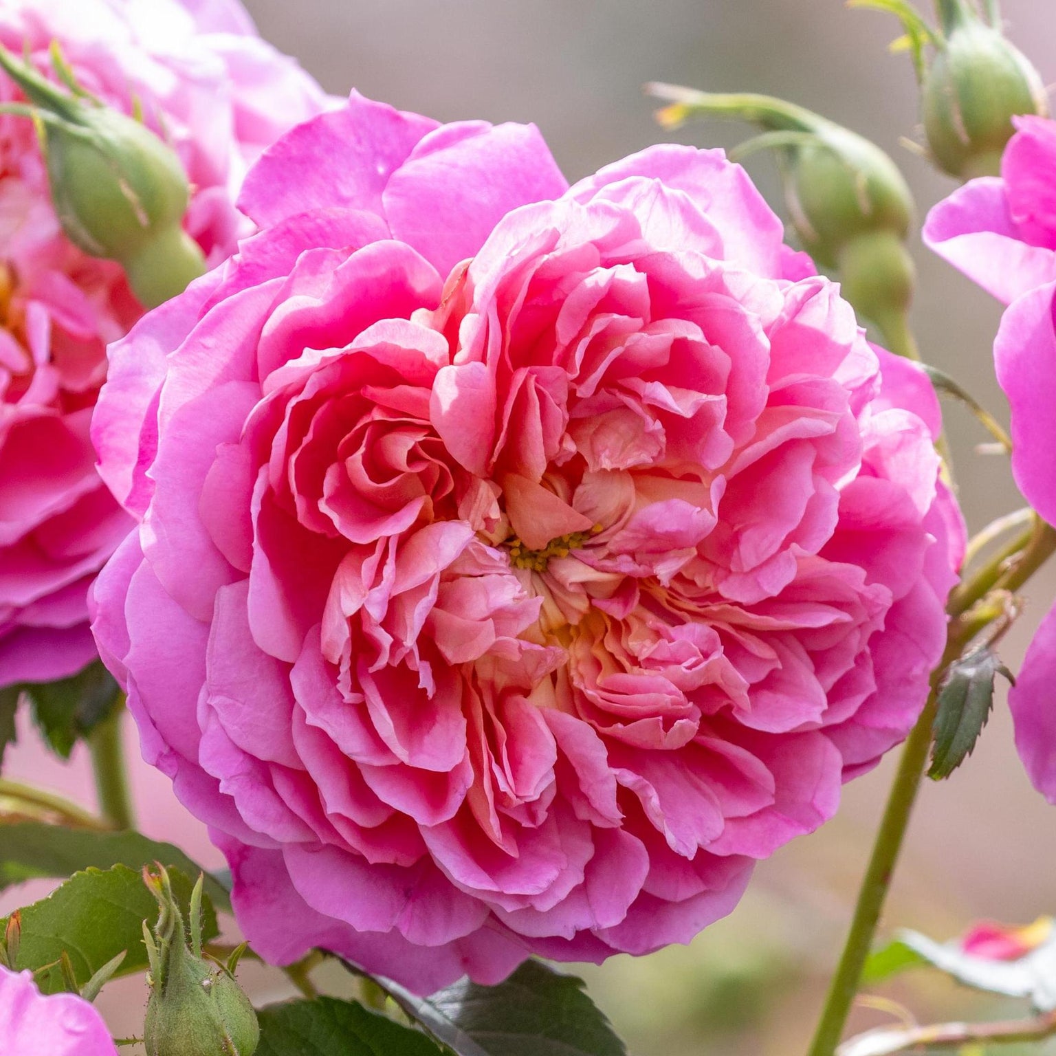Emma Bridgewater (Ausb44a16) | English Shrub Rose | David Austin Roses