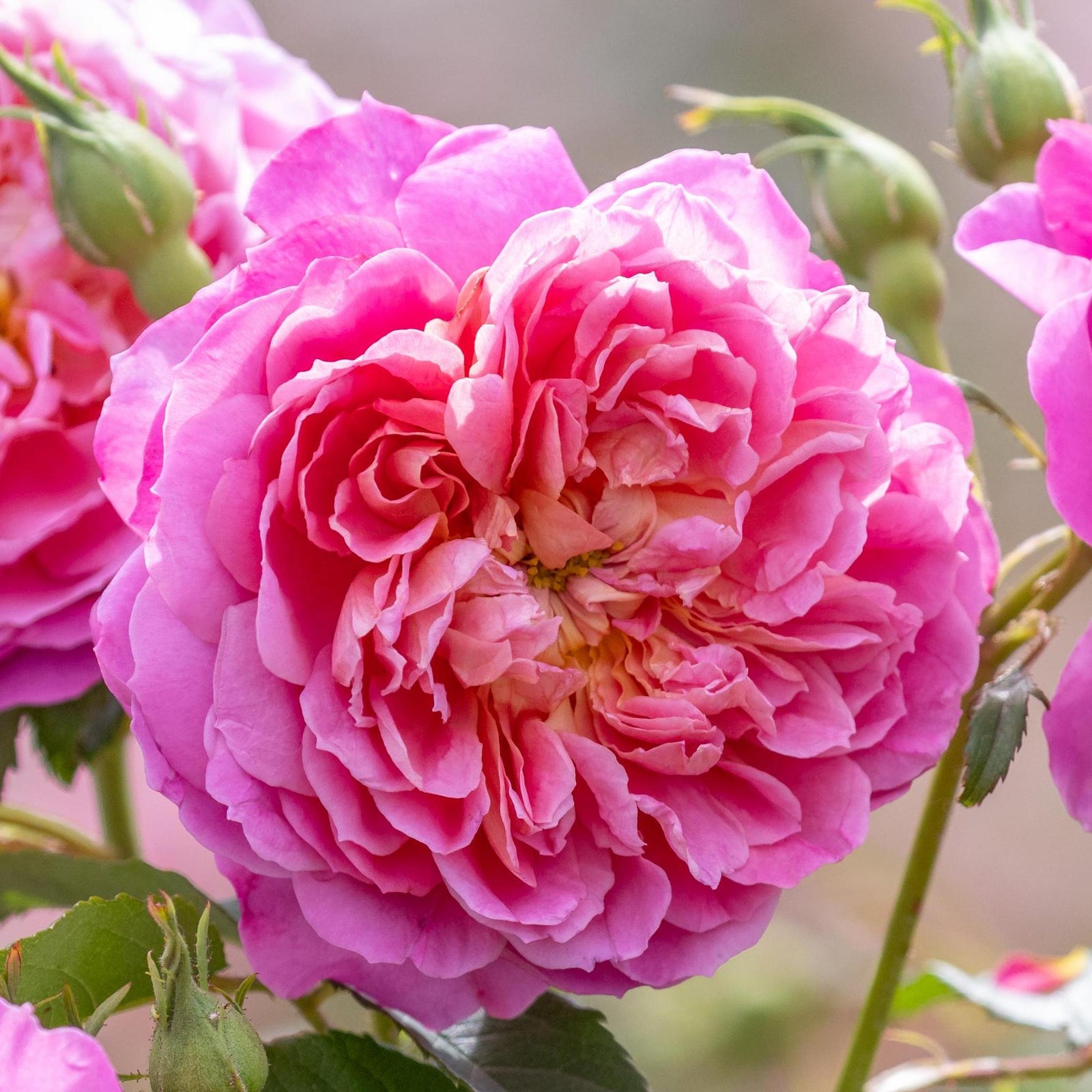 Emma Bridgewater (Ausb44a16) | English Shrub Rose | David Austin Roses