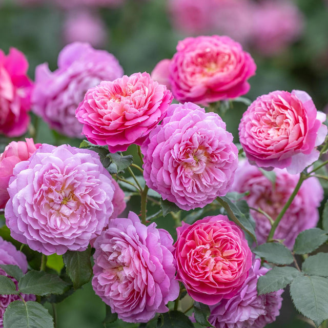 Potted Roses - David Austin Roses