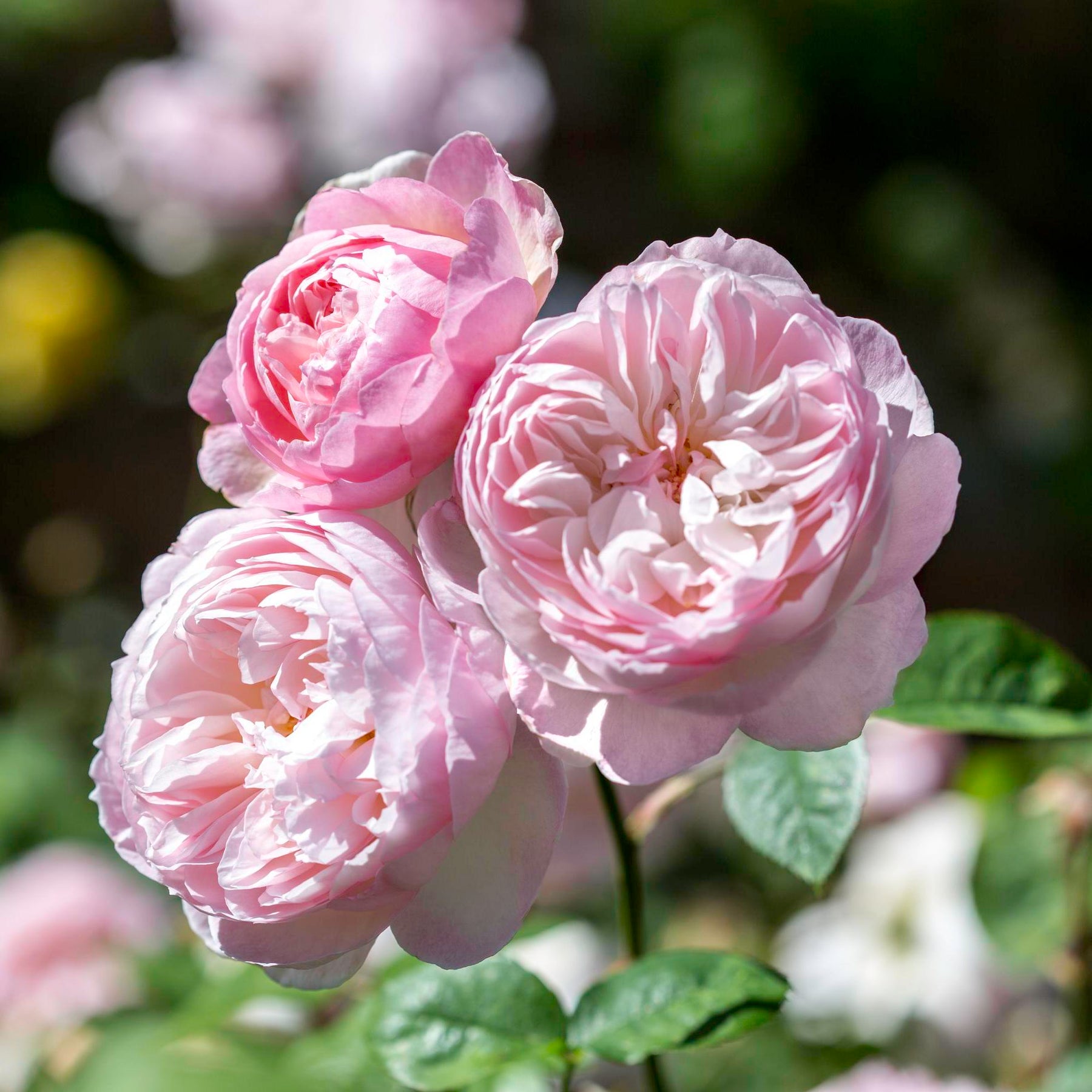 Gentle Hermione (Ausrumba) | English Shrub Rose | David Austin Roses