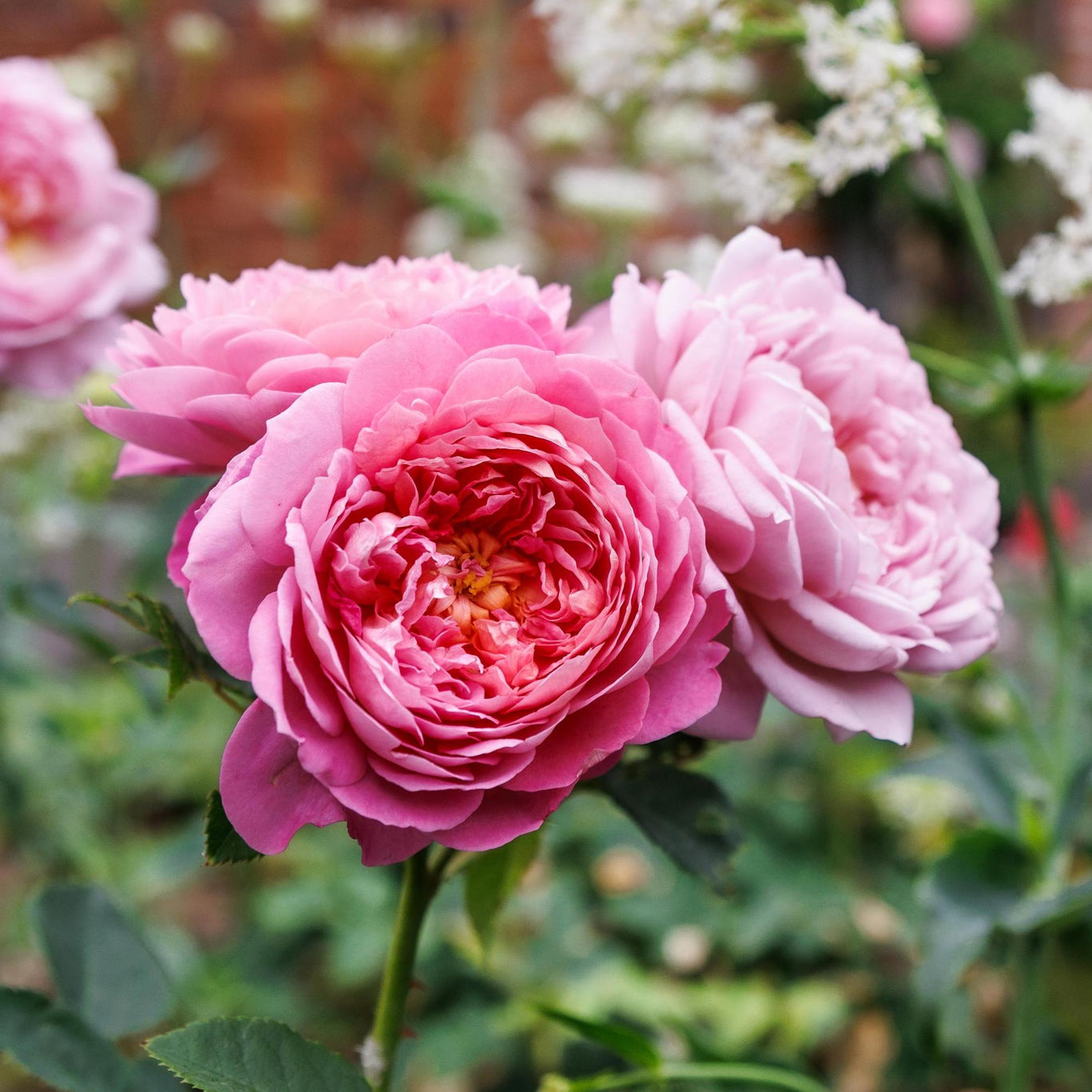 Emma Bridgewater (Ausb44a16) | English Shrub Rose | David Austin Roses