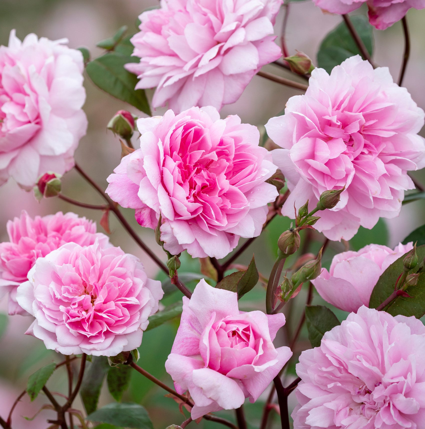 Climbing Roses And Rambling Roses | David Austin Roses
