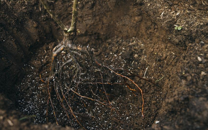 Bare Root Roses: Step-by-Step Guide for Gardens & Pots | David Austin