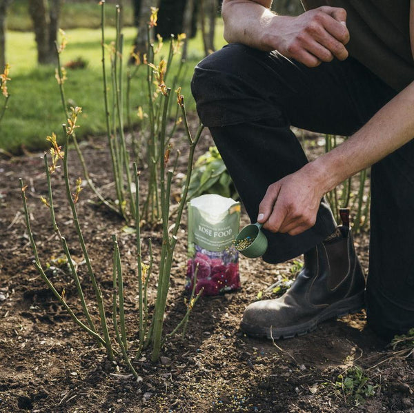 How to Spot Downy Mildew and Blackspot on Roses | David Austin