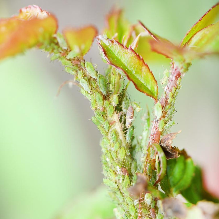 The Arrival of Aphids: Friends or Foes to Your English Roses?