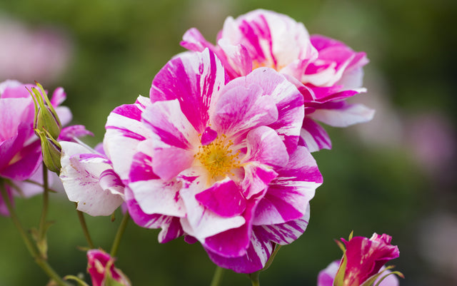 The King's Rose