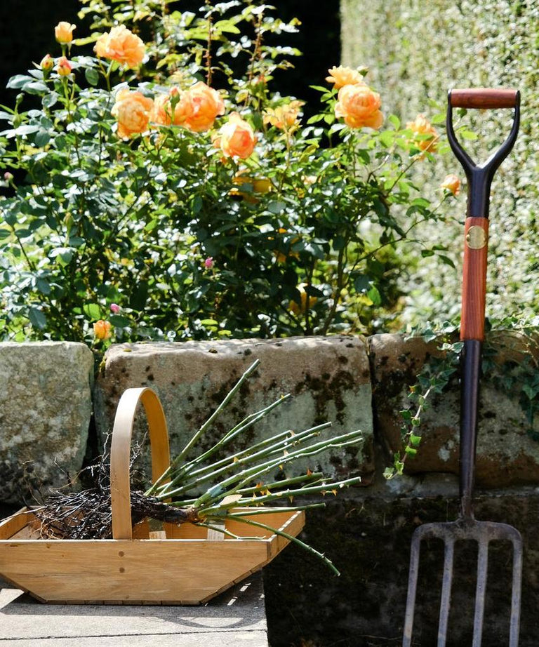 English Roses from David Austin Roses | Bare Root & Potted Plants