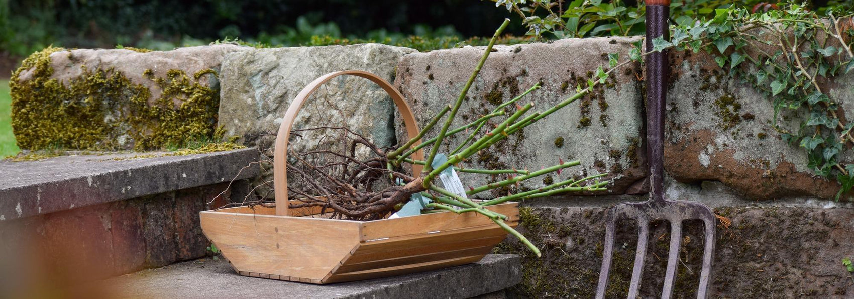 Planting Bare Root Roses