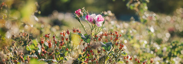 Using Rose Hips for Christmas | David Austin