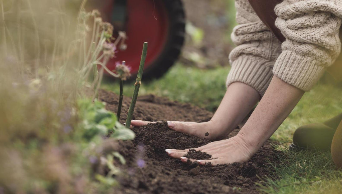 A Guide to Rose Planting Distances | David Austin