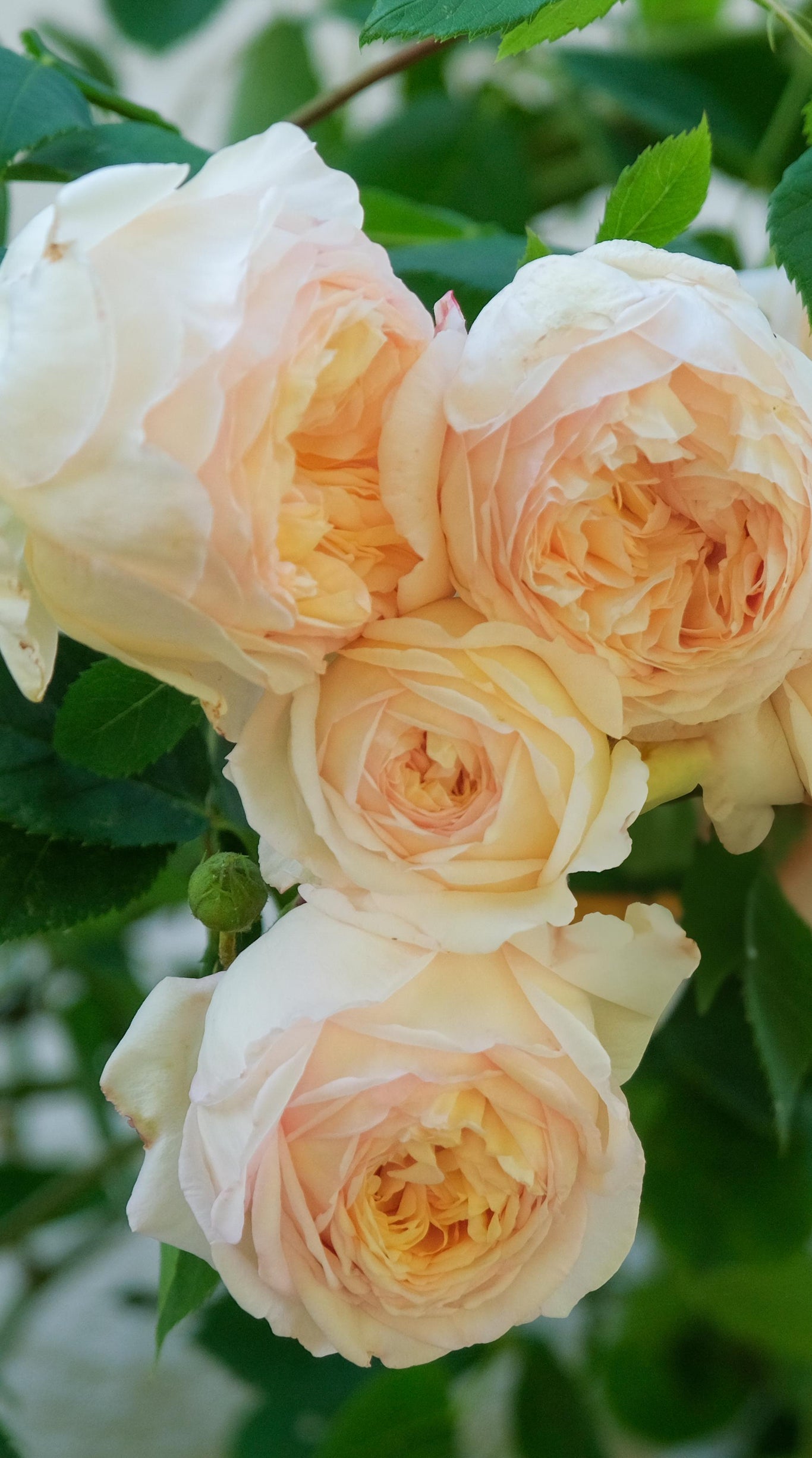 English Roses from David Austin Roses | Bare Root & Potted Plants