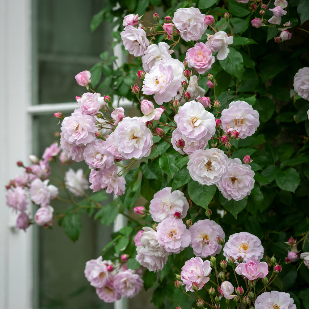 Blush Noisette | Climbing Rose | David Austin Roses