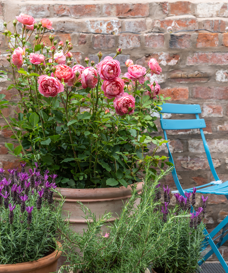 Container Gardening with English Roses