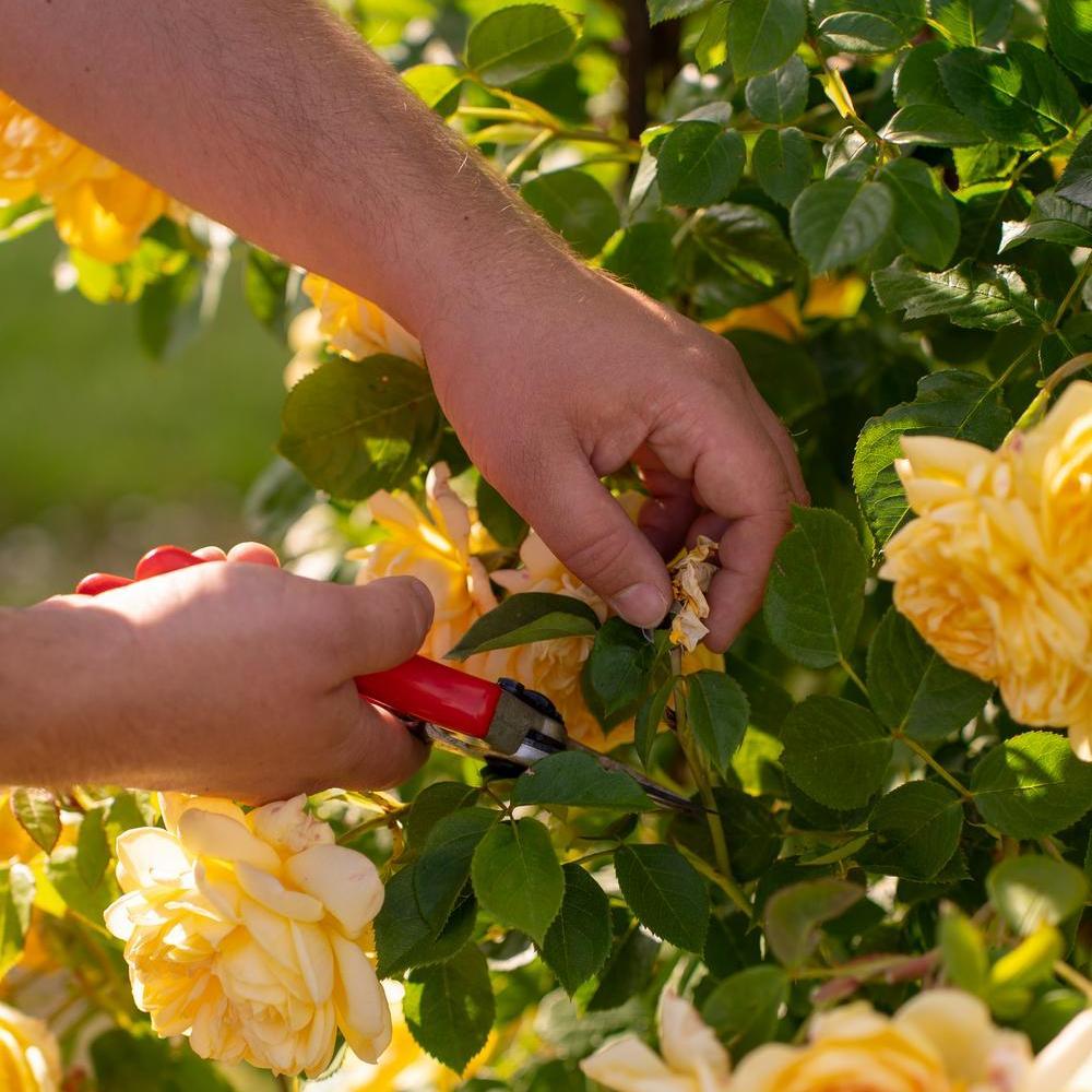 A Masterclass in Deadheading Roses | David Austin