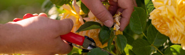 A Masterclass in Deadheading Roses | David Austin