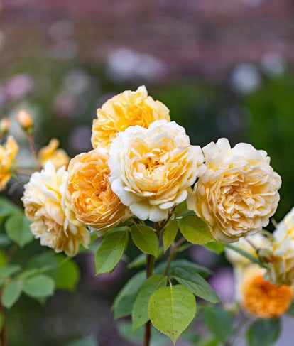 English Roses from David Austin Roses | Bare Root & Potted Plants