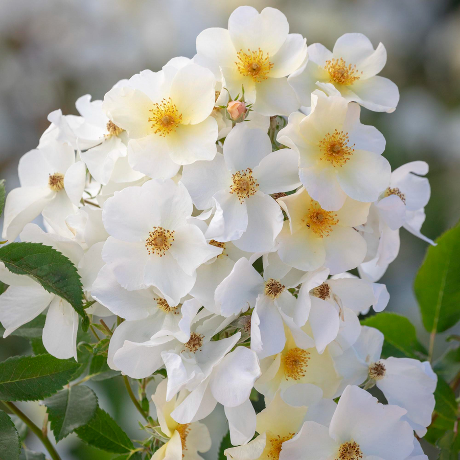 Pantone Colour of the Year 2026: Cloud Dancer with Roses | David Austin