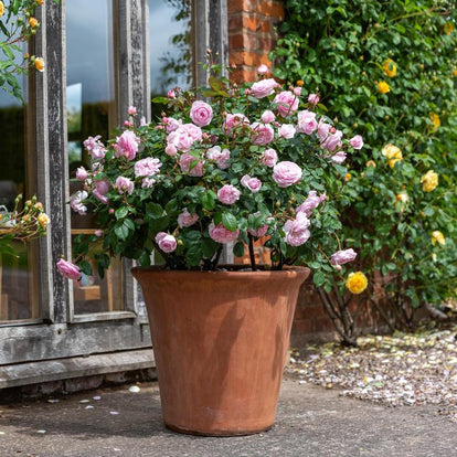 Shop by Planting Location