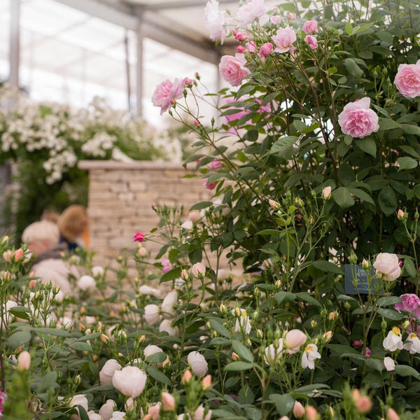 RHS Chelsea Flower Show: The Cotswold Garden | David Austin