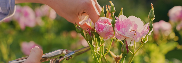 A Masterclass in Deadheading Roses | David Austin