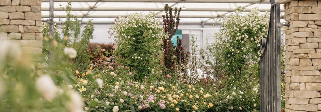 RHS Chelsea Flower Show: The Cotswold Garden | David Austin