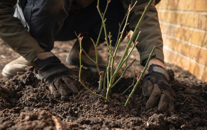 Planting Potted Roses: Step-by-Step for Gardens and Pots | David Austin