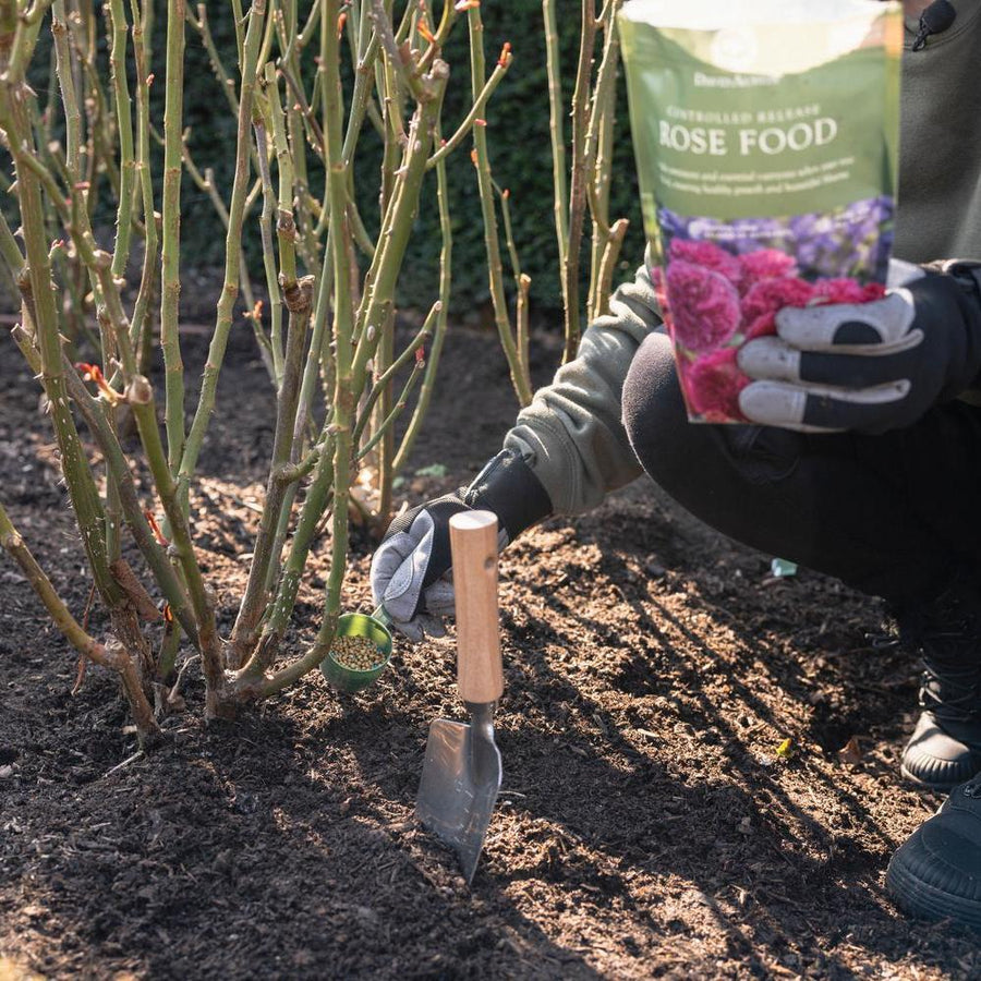 Using the Right Feed for Your English Roses | David Austin