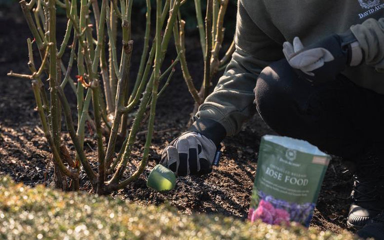 Using the Right Feed for Your English Roses | David Austin