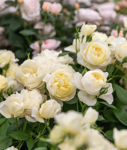 Brighten Your Garden with Yellow