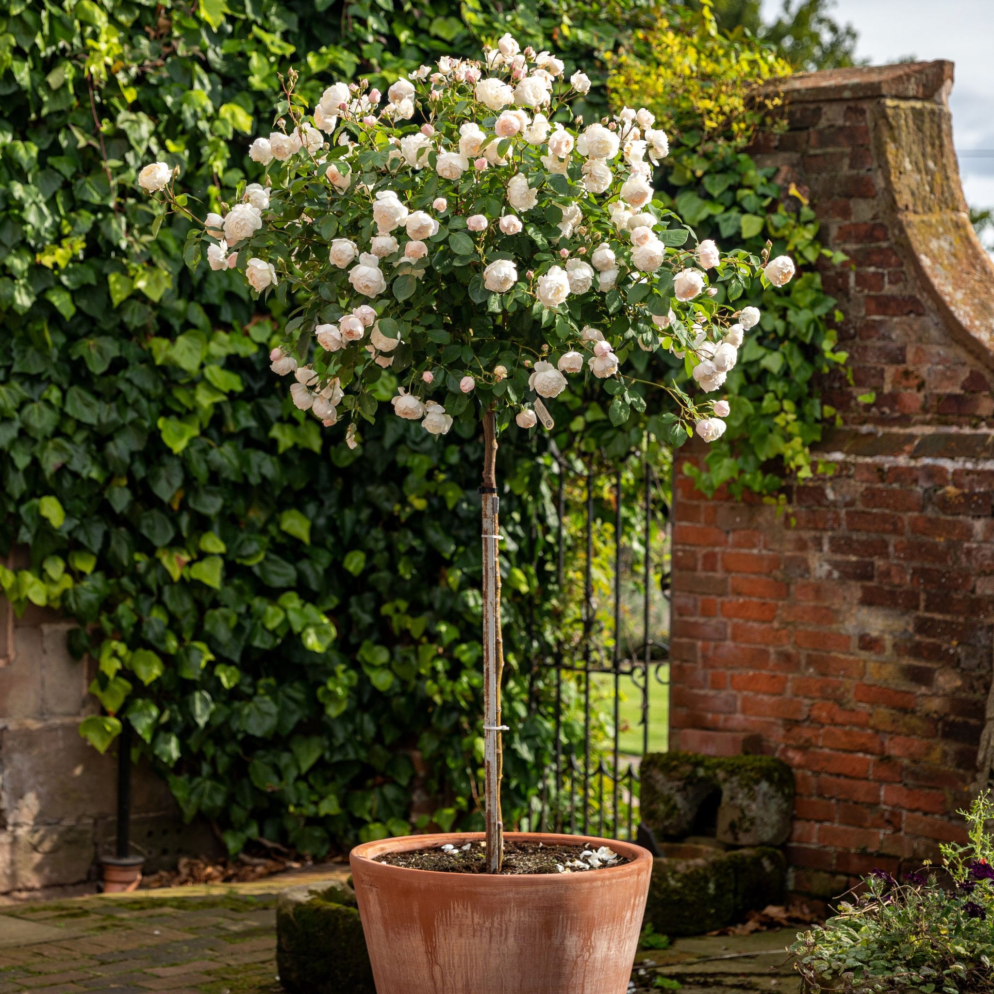 Desdemona - English Standard Rose - David Austin Roses