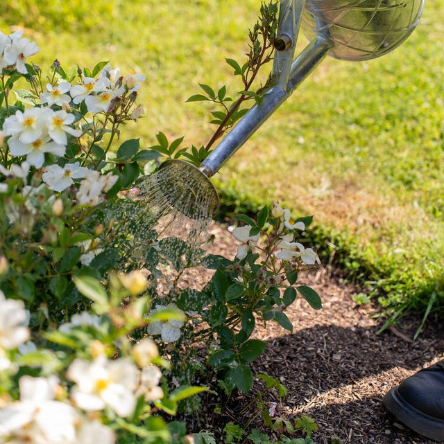 The Basics of Growing Roses | David Austin