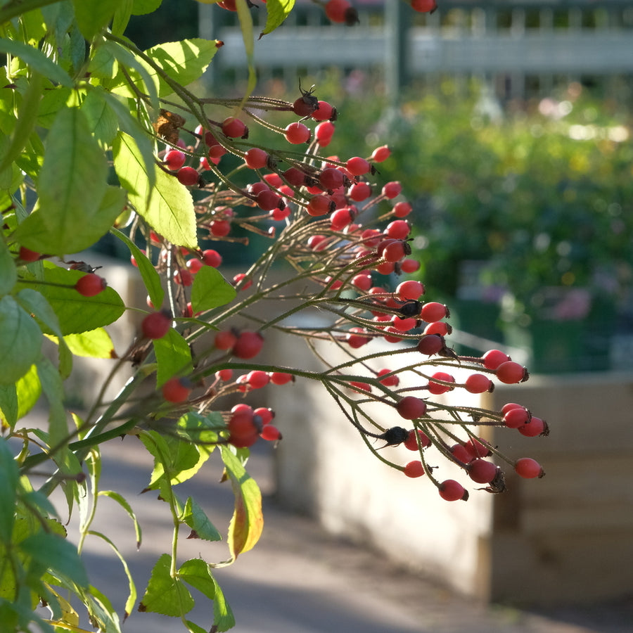 The basics of growing roses