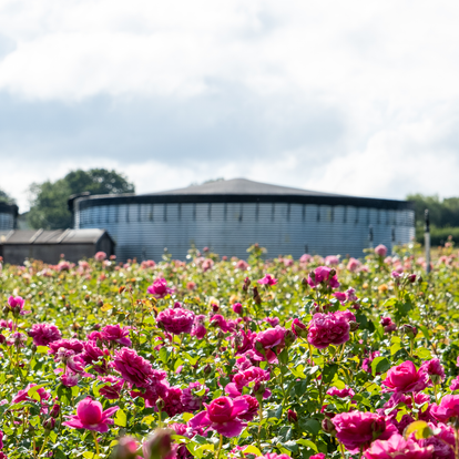 The World’s Favourite Rose | David Austin