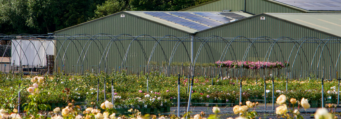 Growing Roses With Solar Power