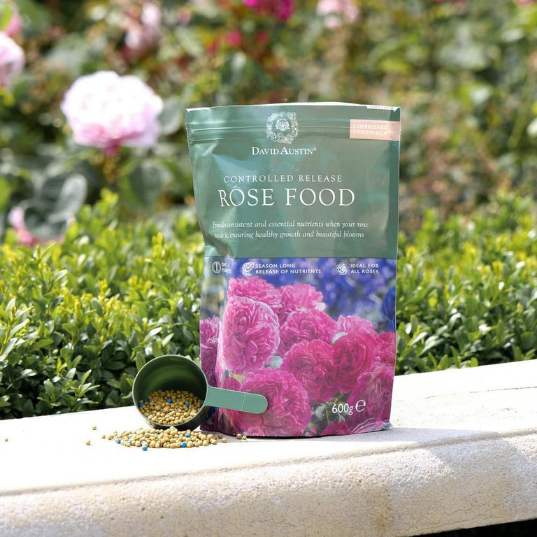 How to Care for Roses in Pots | David Austin