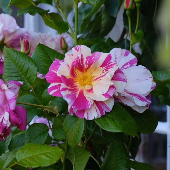 The King's Rose (Ausa27a16) | English Shrub Rose | David Austin Roses