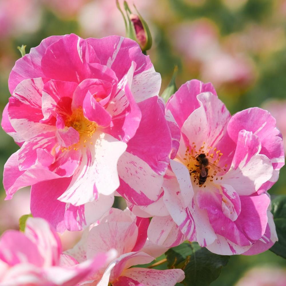 The King's Rose (Ausa27a16) | English Shrub Rose | David Austin Roses
